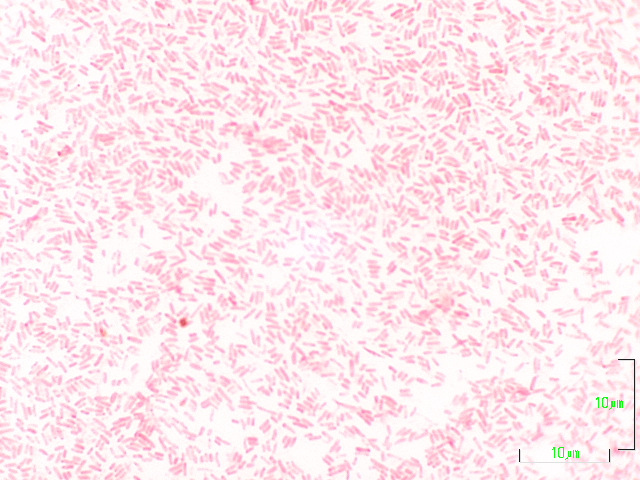 Biol 230 Lab Manual, Lab 1